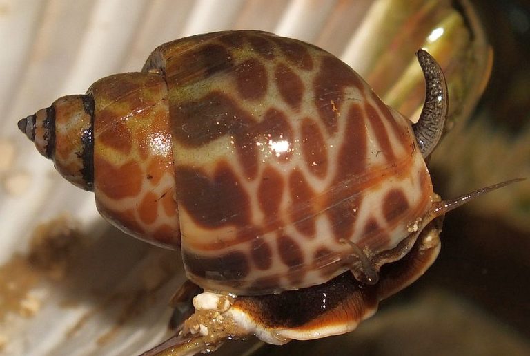 Tiger Nassarius Snail (Babylonia spirata) - Tropical Fish Keeping