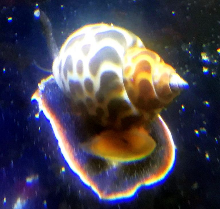 Tiger Nassarius Snail (Babylonia spirata) - Tropical Fish Keeping