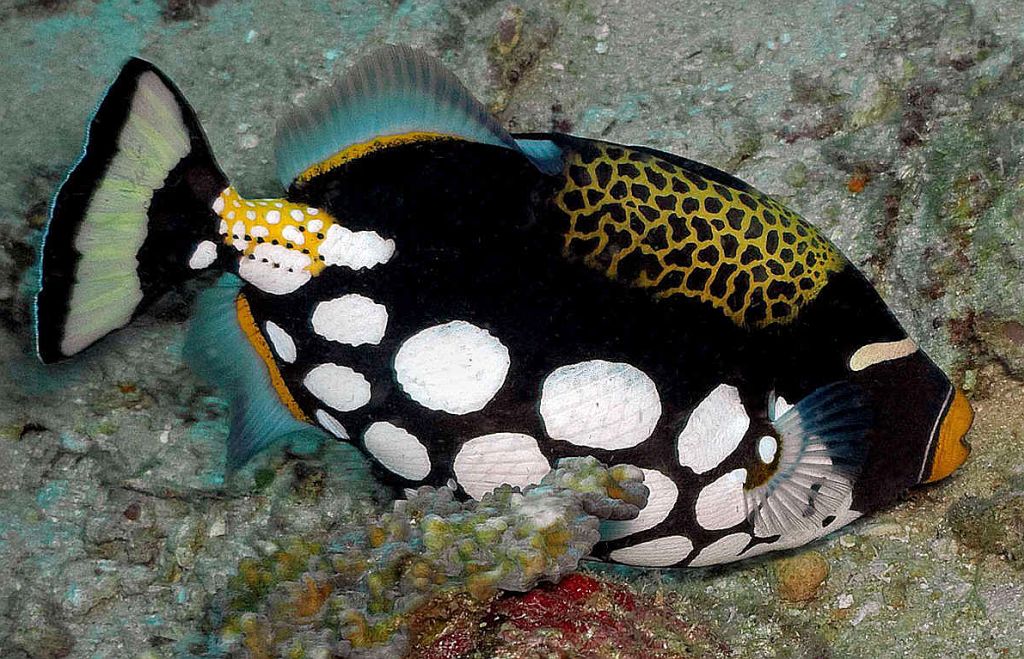 Clown Triggerfish (Balistoides conspicillum)
