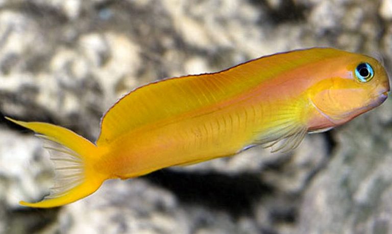 tropical fish keeping - Tropical Fish Keeping