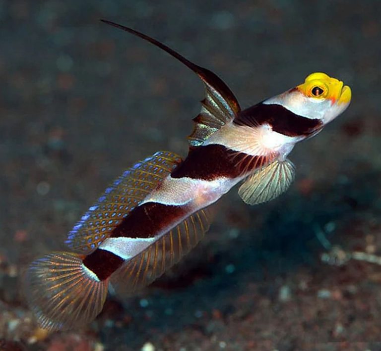 tropical fish keeping - Tropical Fish KeepingTropical Fish Keeping