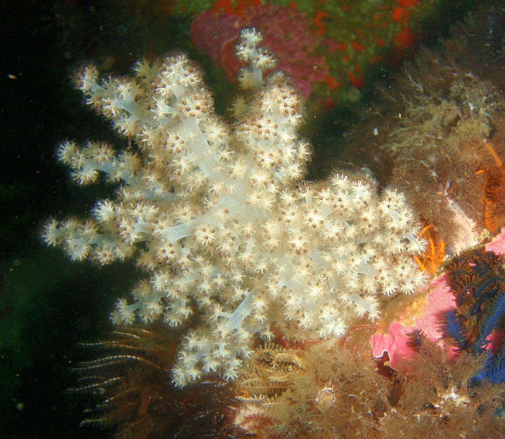 Kenya Tree coral (Capnella)
